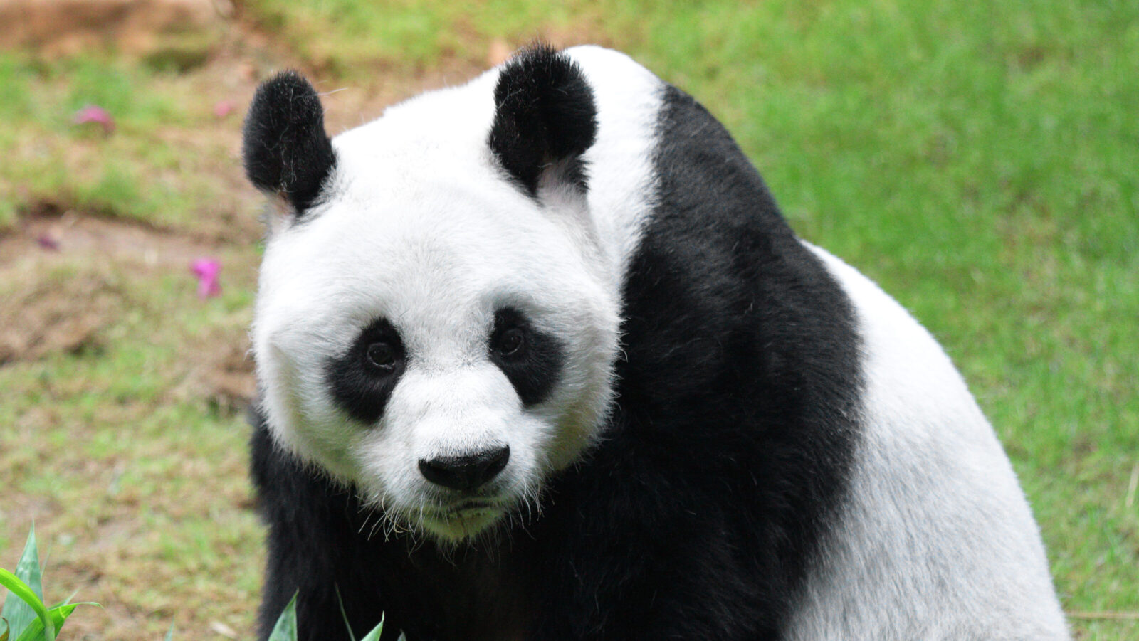 Tampil Unik dengan Koleksi Ubin Granit Bermotif Marmer Panda White ...